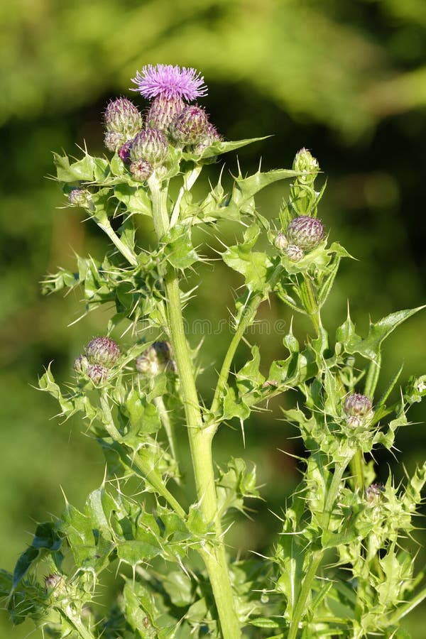 Creeping Thistle stock image. Image of britain, gloucestershire - 251432251