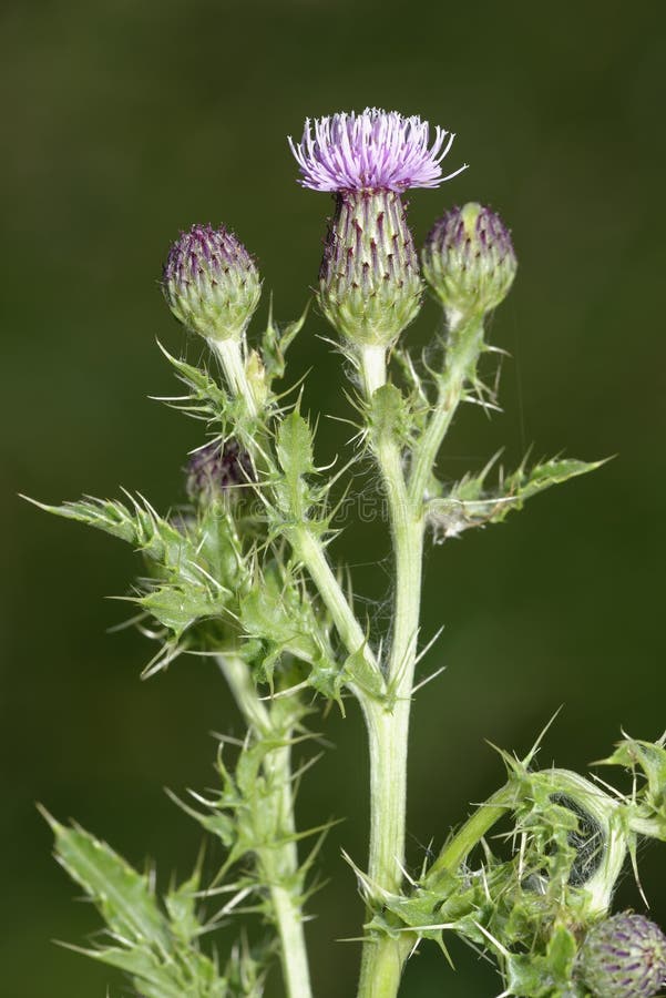 Creeping Thistle in Bloom Closeup View with Selective Focus Foreground ...