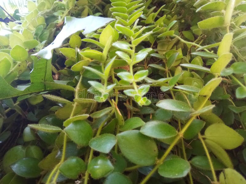 Creeping tree stock image. Image of leaf, garden, deciduous - 248968455