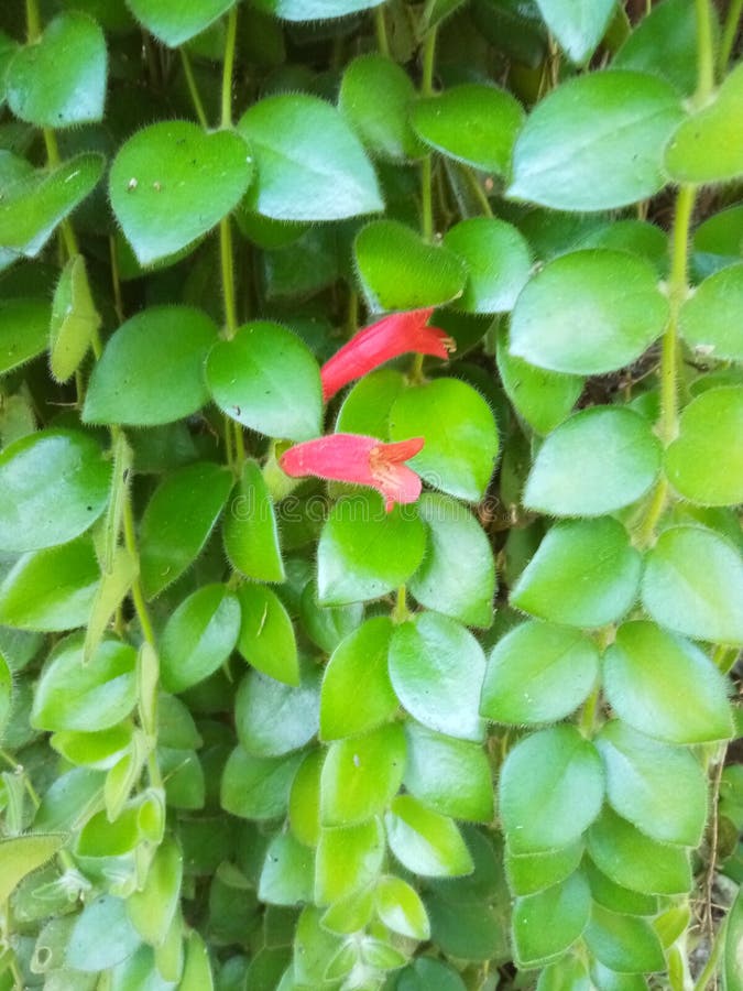 Creeping tree stock image. Image of evergreen, branch - 248932543