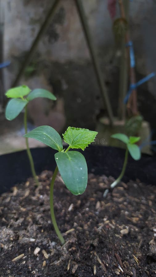 Creeping tree growth stock photo. Image of growth, grass - 227747678