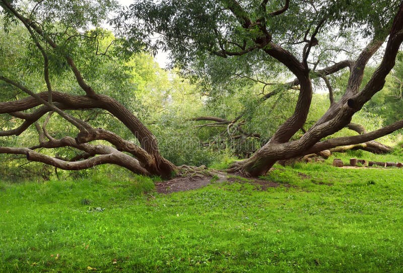 Creeping tree in the Park stock image. Image of lawn - 211714567