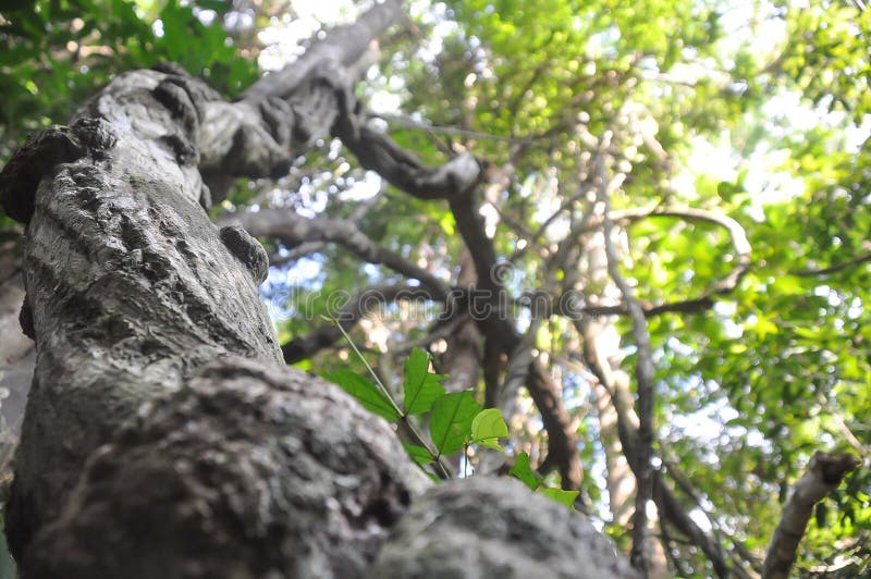 Creeping tree twigs stock photo. Image of outdoors, isolate - 224578110
