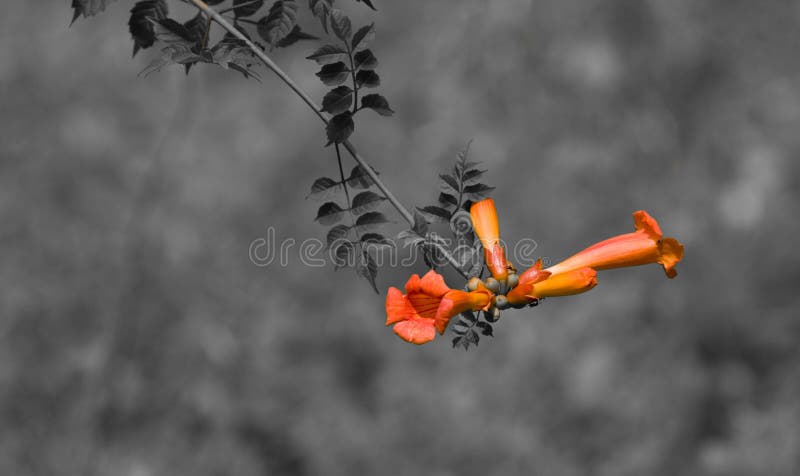 Creeping Trumpet Vine Bloom Stock Image - Image of isolated, beauty ...