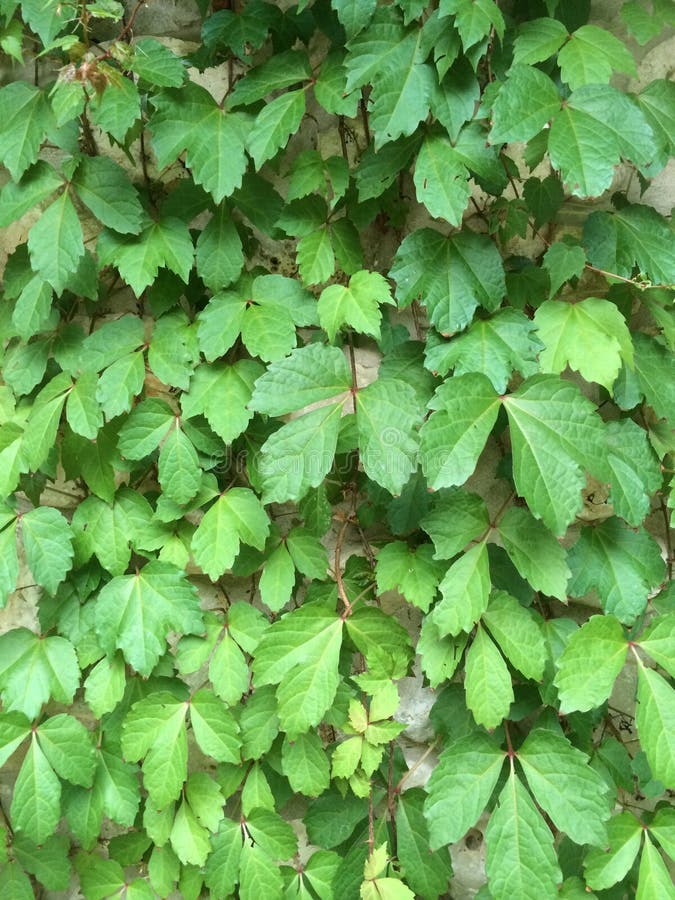 Creeping Ivy Vines Crawling Up Concrete Stock Photo - Image of cracked ...