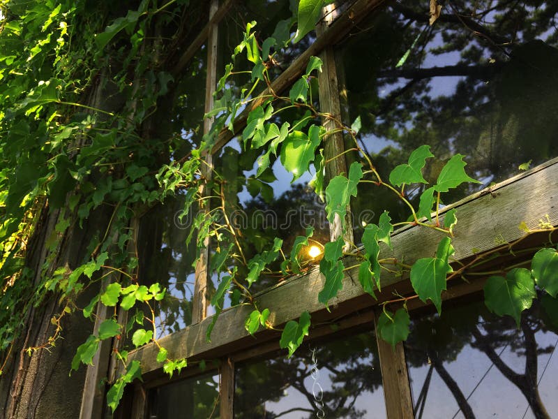 Vines in window stock image. Image of nature, colour - 218516535