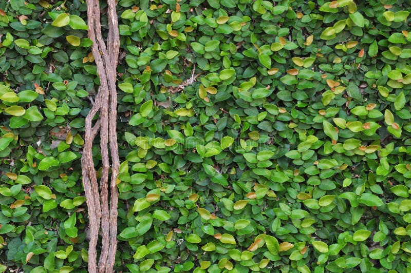 Creeping Wall Fig stock photo. Image of growing, vines - 7844344