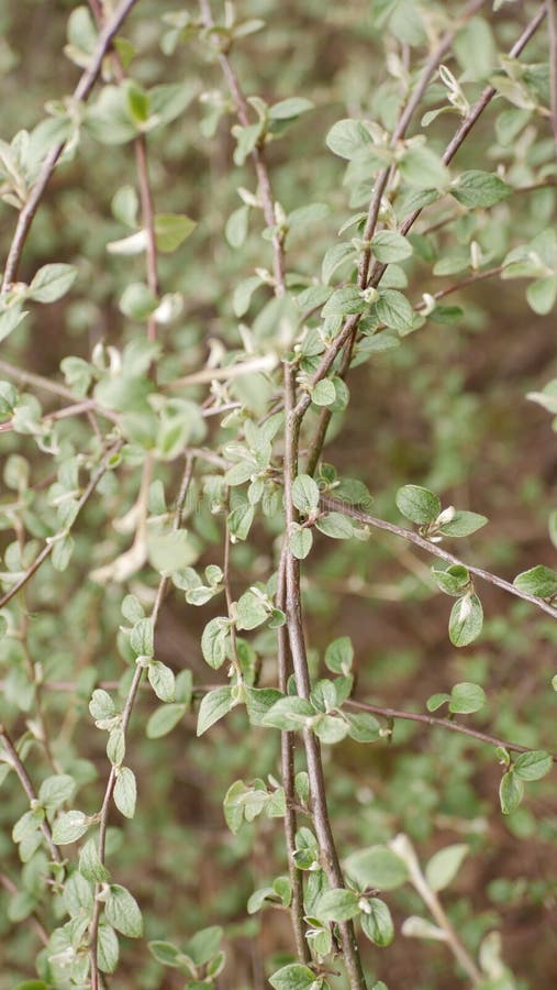 Creeping Willow Close-up in Spring Stock Photo - Image of rocks, tundra ...