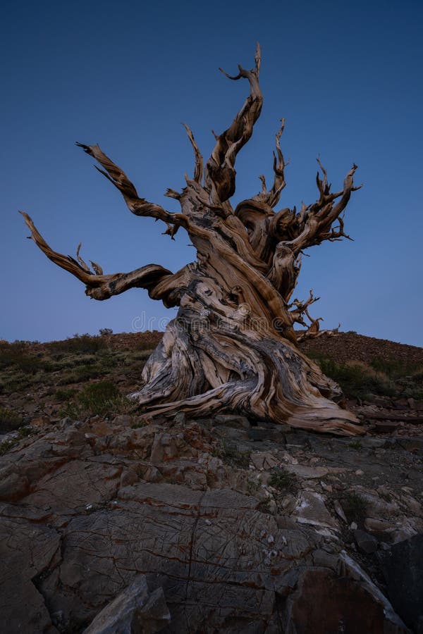 Silhouette of Old Creepy Tree in Front of the Milky Way Galaxy Stock ...
