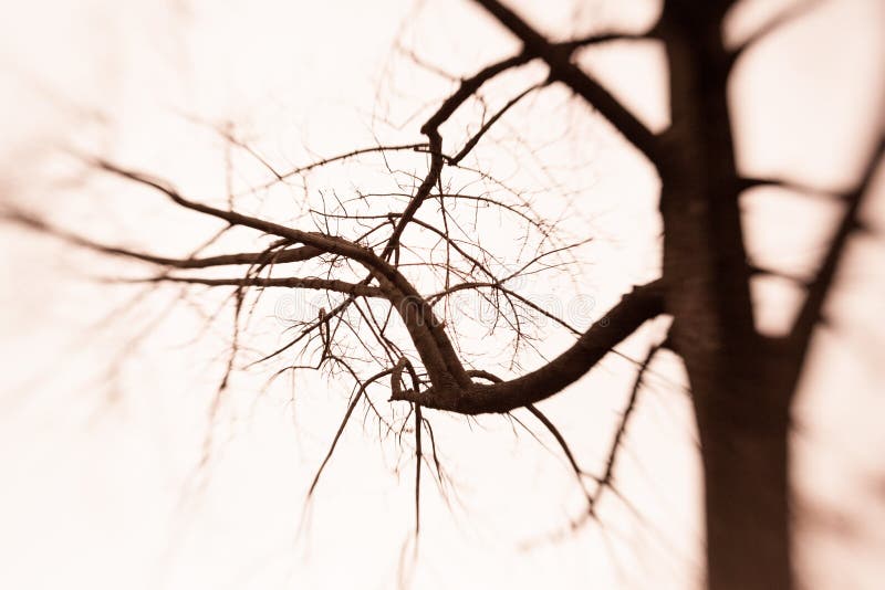 Carnival masks stock photo. Image of decoration, festival - 12702634