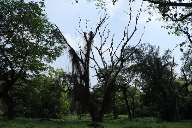 Creepy Big Dead Old Tree in Forest Stock Image - Image of wood ...