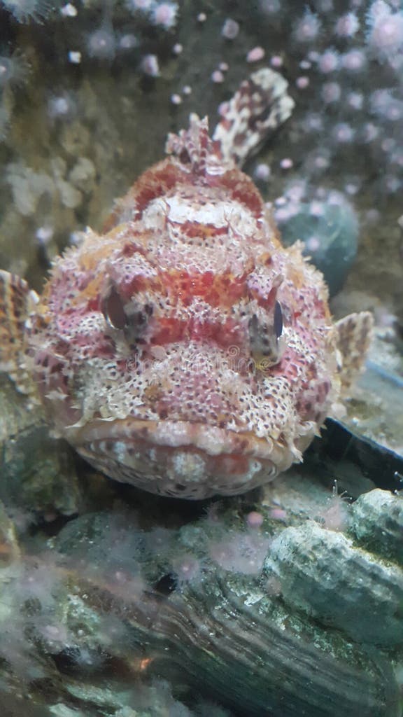 Strange Fish stock photo. Image of strange, creepy, fish - 121590568