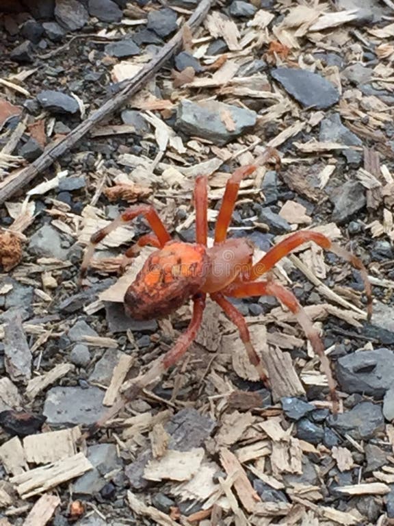 Creepy crawler stock photo. Image of creepy, scary, crawler - 102122500