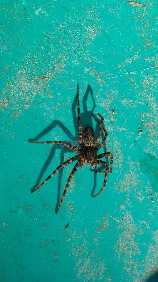 Creepy crawler stock photo. Image of creepy, scary, crawler - 102122500