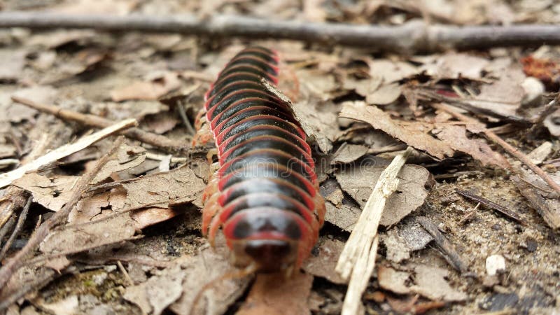 Creepy Crawley stock image. Image of crawley, walking - 43070627