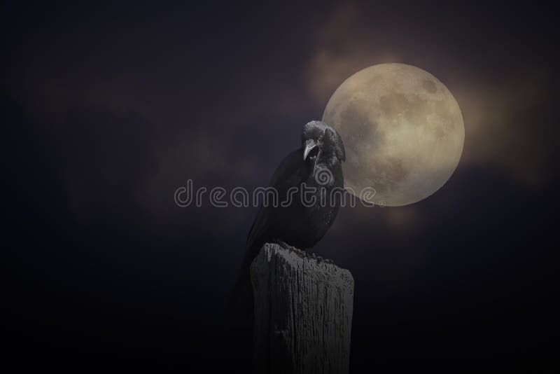 Crow in a full moon night stock photo. Image of horror - 257285394