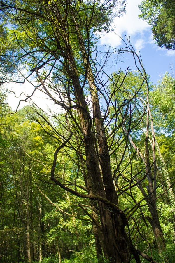 Creepy dead tree stock photo. Image of forest, park, branch - 60351730