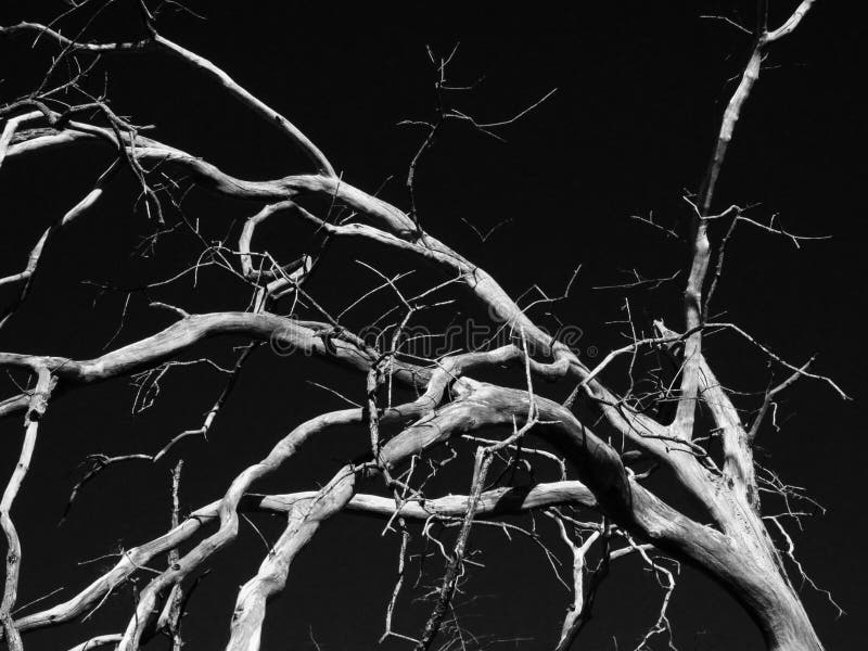 Creepy Dead Tree stock image. Image of perspective, fear - 101958229
