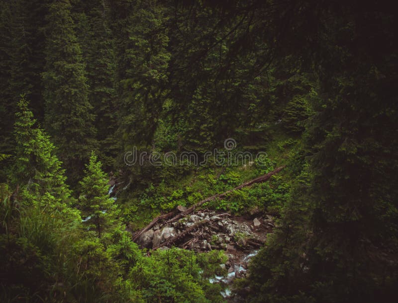 Creepy forest stock image. Image of mysterious, landscape - 38444659