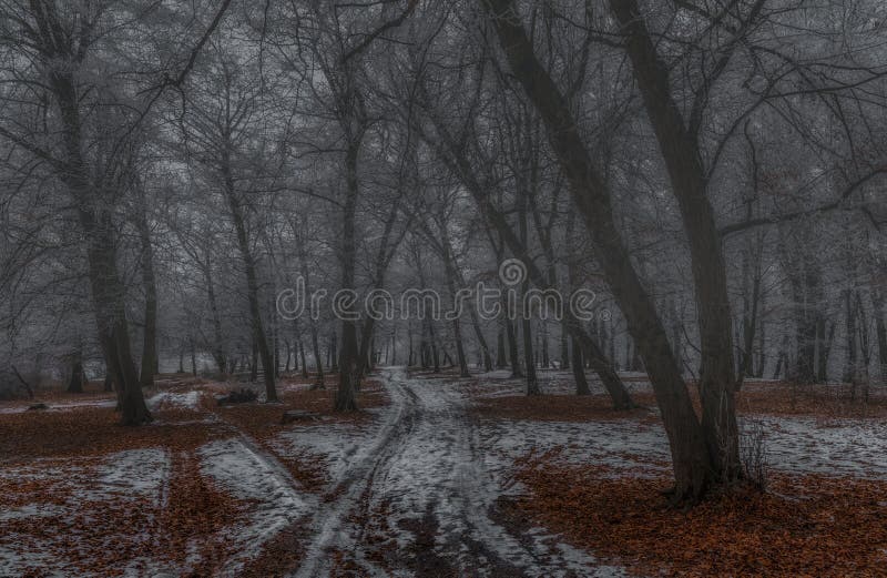Creepy forest in winter stock image. Image of contrast - 45055671