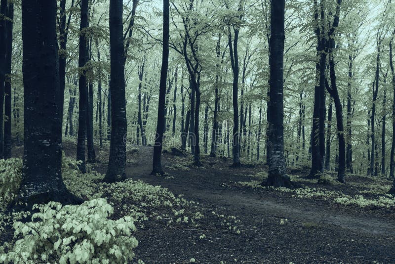 Creepy forest stock image. Image of fright, ghost, environment - 10204391