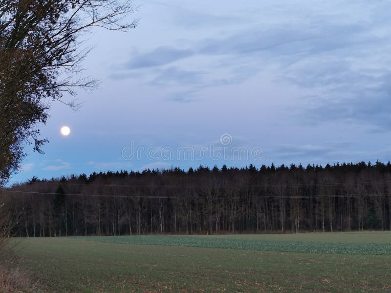 Creepy Forest and Full Moon Stock Image - Image of moon, creepy: 211497865