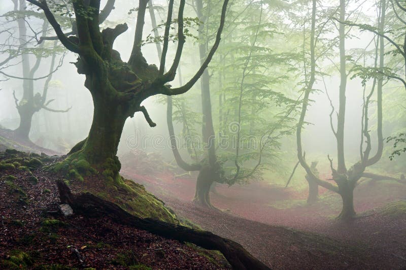 Creepy Forest with Horror Trees Stock Image - Image of creepy, dark ...