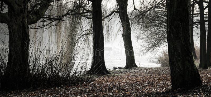 Creepy forest stock image. Image of travel, landscape - 48327079