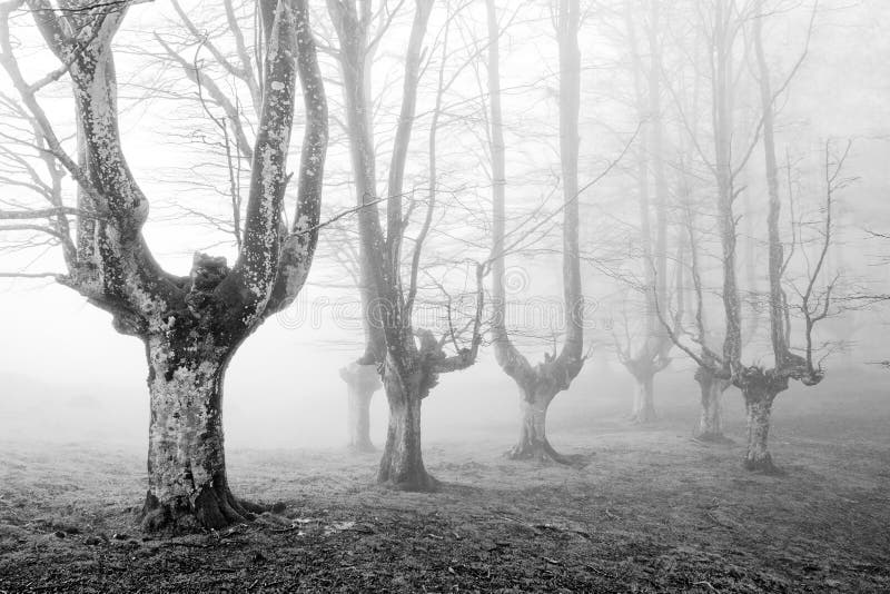 Creepy Forest with Scary Trees Stock Photo - Image of misty, ethereal ...