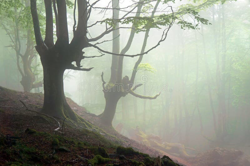 Creepy Forest with Scary Trees Stock Photo - Image of murky, mist: 35146920