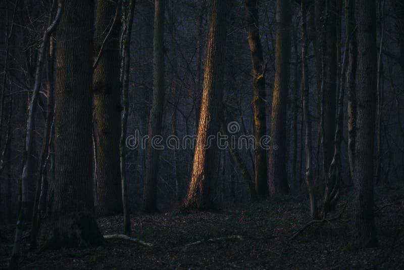 Creepy Forest with Sunlight Shining on a Tree Trunk Stock Image - Image ...