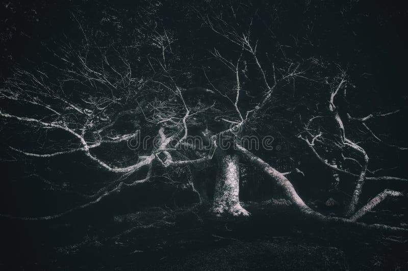 Creepy human shaped tree stock photo. Image of halloween - 207473424