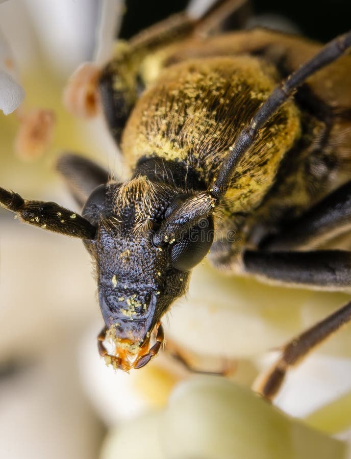 Creepy insect stock image. Image of animal, head, longhorn - 228701579