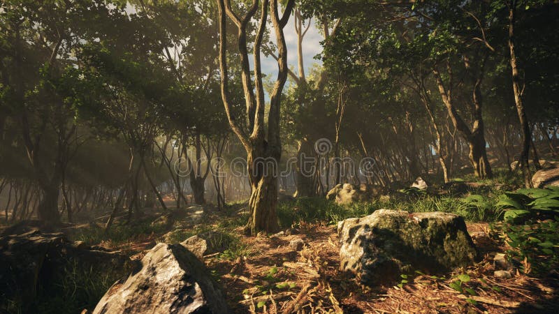 Creepy Mystic Magic Deep Forest Stock Photo - Image of mystery ...