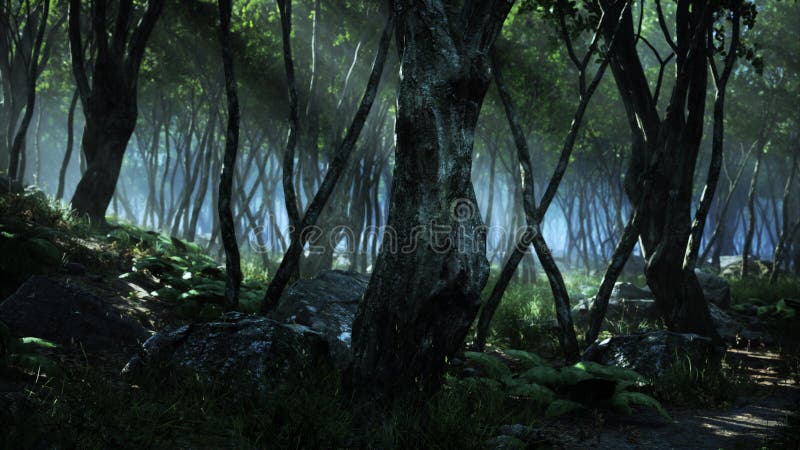 Creepy Mystic Magic Deep Forest Stock Photo - Image of magic, evening ...
