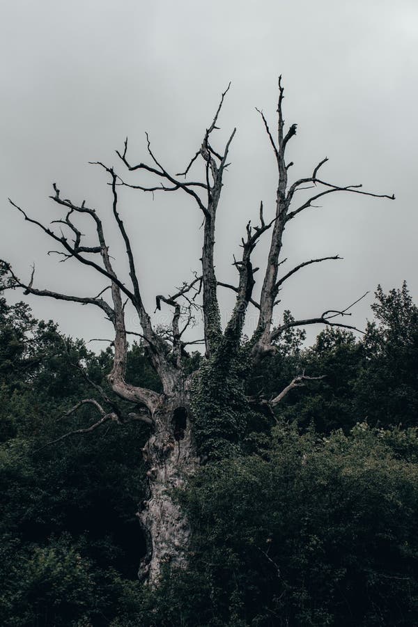 Creepy Old Tree in Dark Forest Stock Photo - Image of nature, cloudy ...