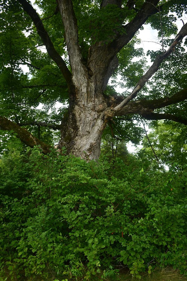 Creepy Old Tree stock photo. Image of branch, trunk - 330092510