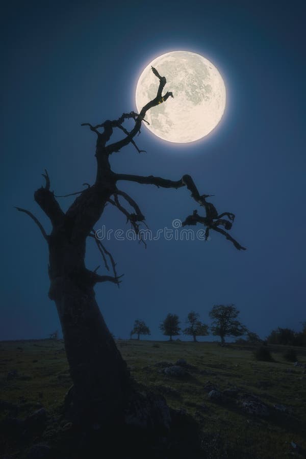Scary Creepy Tree on Nightmare Forest Stock Photo - Image of landscape ...