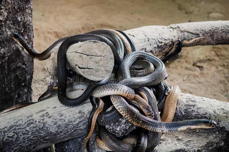 Creepy Snake Pack Gathering in a Tangle with Bright Patterned Coloring ...