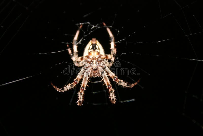 Creepy Spider Picture. Image: 6263847