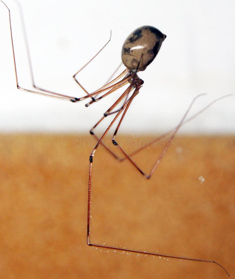 921 Scared Spider Stock Photos - Free & Royalty-Free Stock Photos from ...