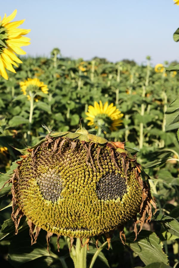 Sunflower Overblown stock image. Image of bloom, overblown - 91875953