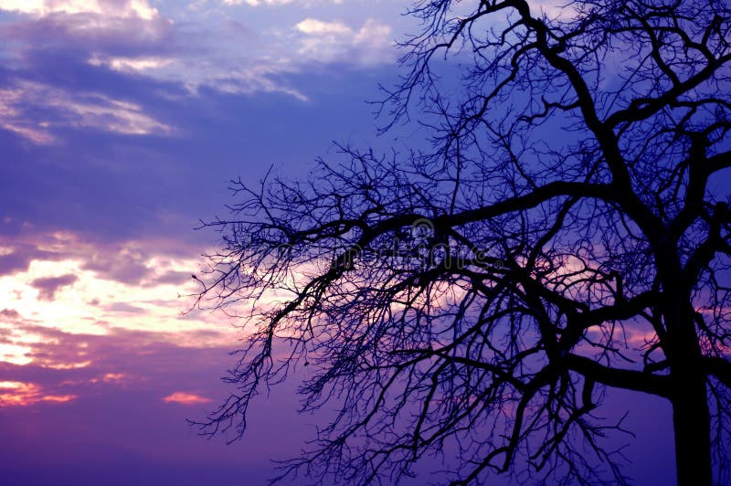 Creepy Sunset Tree stock photo. Image of natural, creepy - 25955816