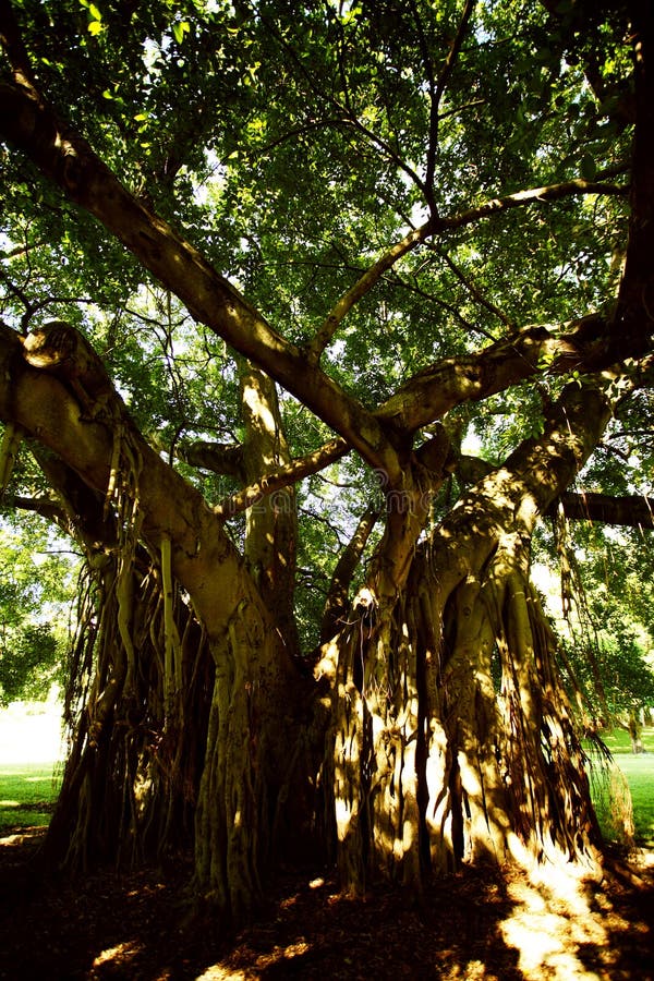 Creepy Tree Picture. Image: 1451547