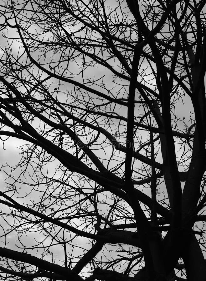 Creepy tree stock photo. Image of branch, tree, scary - 20977936