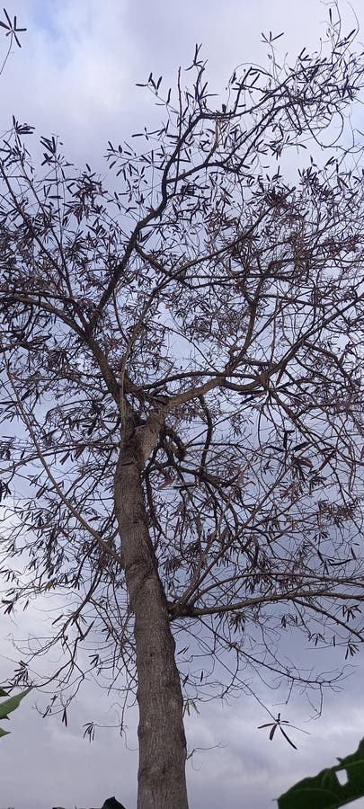 The creepy tree stock image. Image of autumn, flower - 216324869
