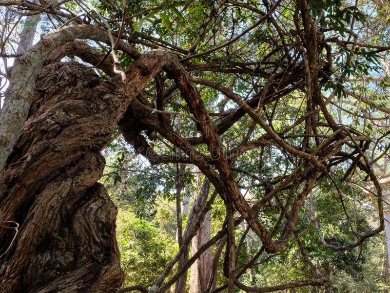 Creepy Tree Featuring a Dramatically Twisted and Warped Trunk Stock ...