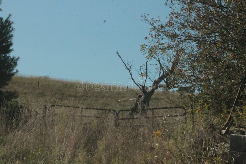 A creepy tree in the field stock photo. Image of skies - 104630080