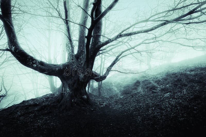 1,208 Creepy Twisted Tree Stock Photos - Free & Royalty-Free Stock ...