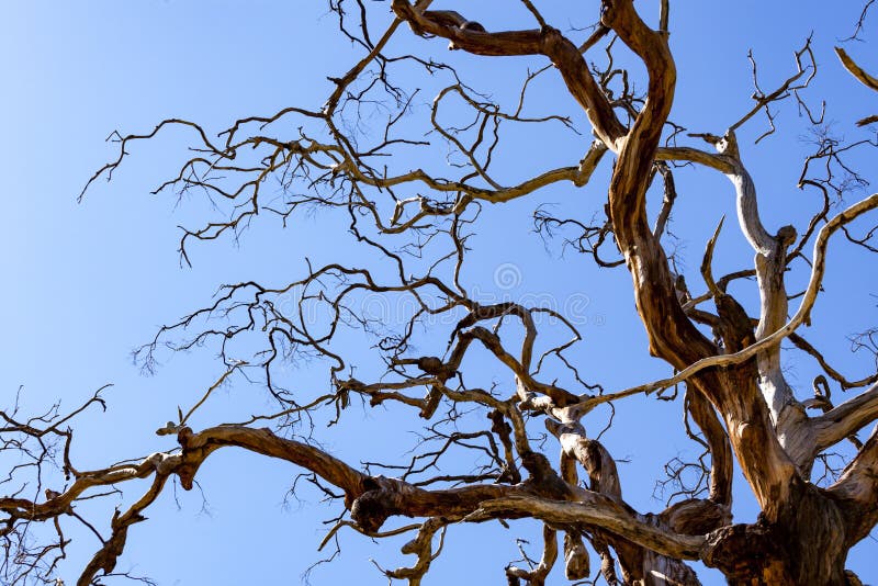 Creepy Tree Isolated Against Sky Stock Photo - Image of isolated, scary ...